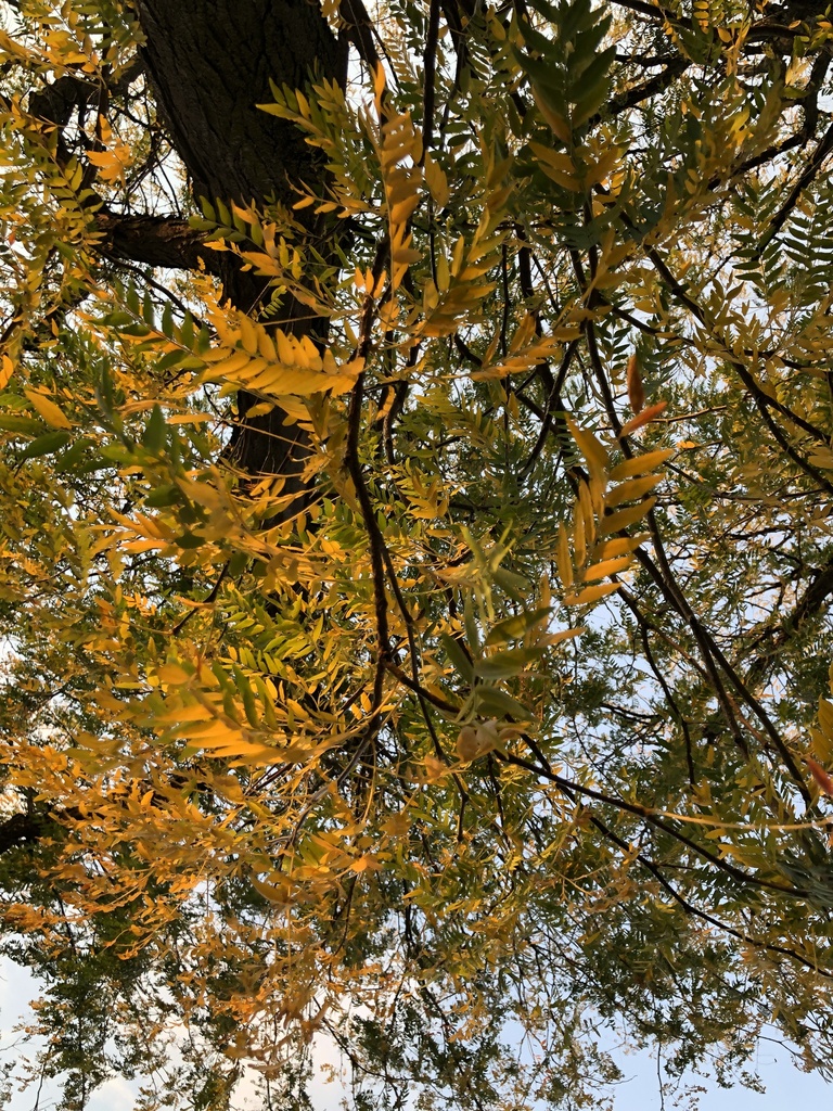 honey locust from Lake, Indiana, United States on October 12, 2024 at ...