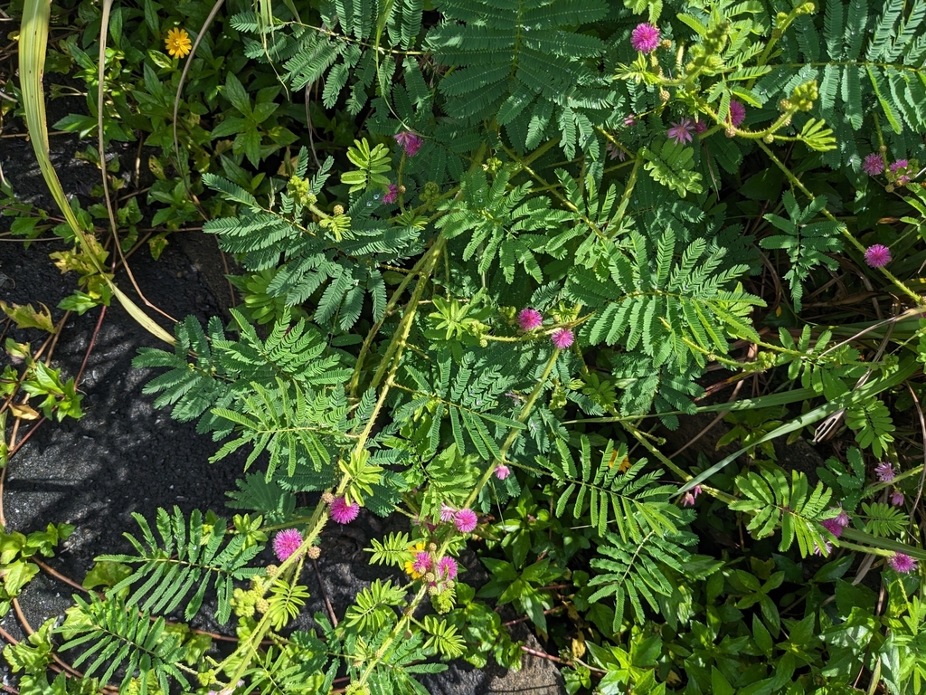 giant false sensitive plant from 652-1 Uehara, Taketomi, Yaeyama ...