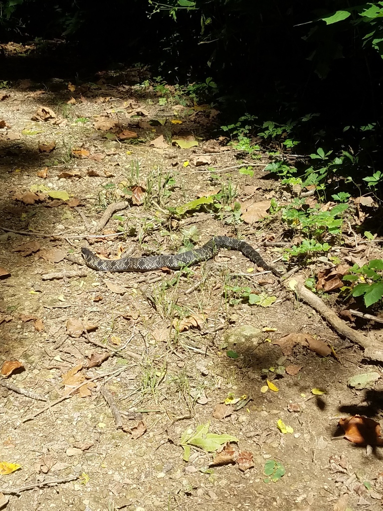 Eastern Hognose Snake from Vermilion County, IL, USA on August 24, 2019 ...