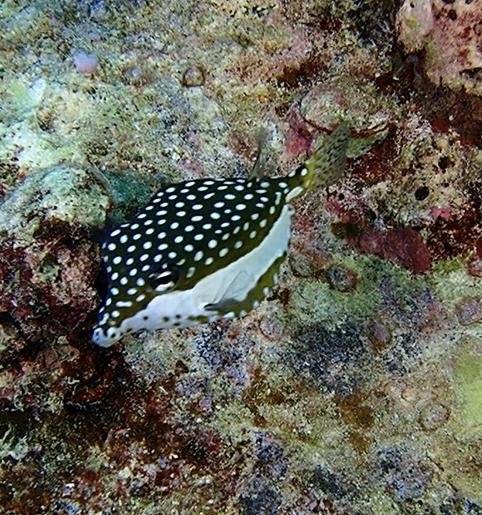 Whitley's Boxfish from Mamala Bay, HI, US on November 21, 2024 at 02:28 ...