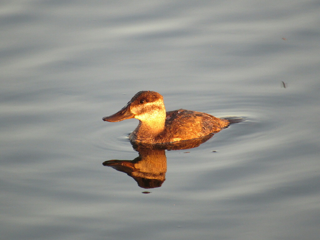 Ruddy Duck from Cardiff, Encinitas, CA 92007, USA on November 19, 2024 ...