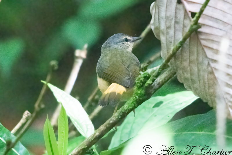 Buff-rumped Warbler from Victoria, Caldas, Colombia on July 2, 2024 at ...
