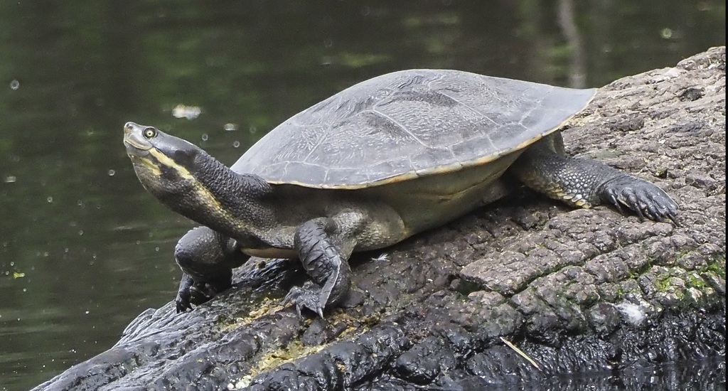 Eastern Short-necked Turtle from Mount Barker SA 5251, Australia on ...