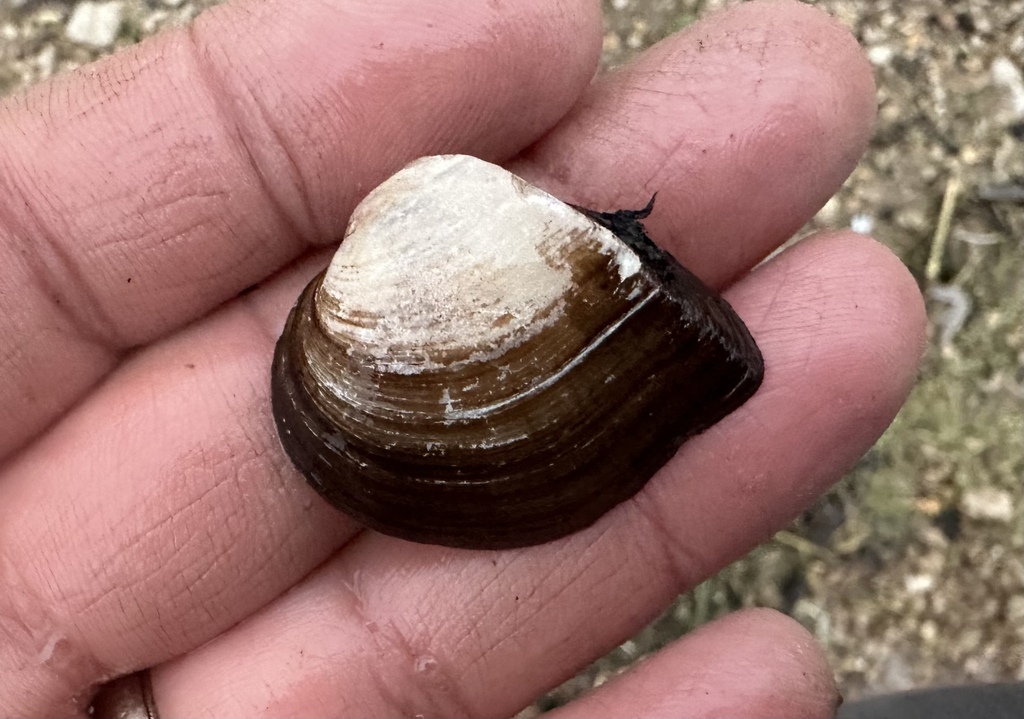 Deertoe Mussel from Gordons Bay Rd, Eastman, WI, US on November 21 ...