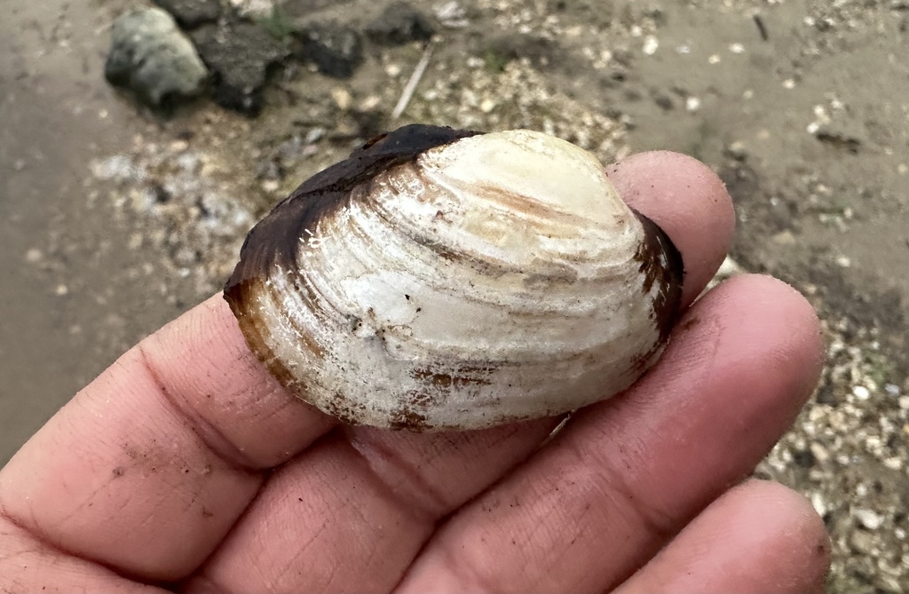 Higgins' Eye Pearly Mussel in November 2024 by Dan Jackson · iNaturalist