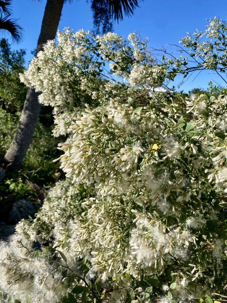 groundsel tree from Veterans Memorial Park, Edgewater, FL, US on ...