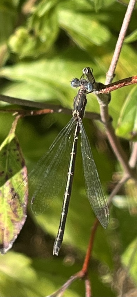 Pond Spreadwings from Maple Ridge Rd, Tully, NY, US on September 03 ...
