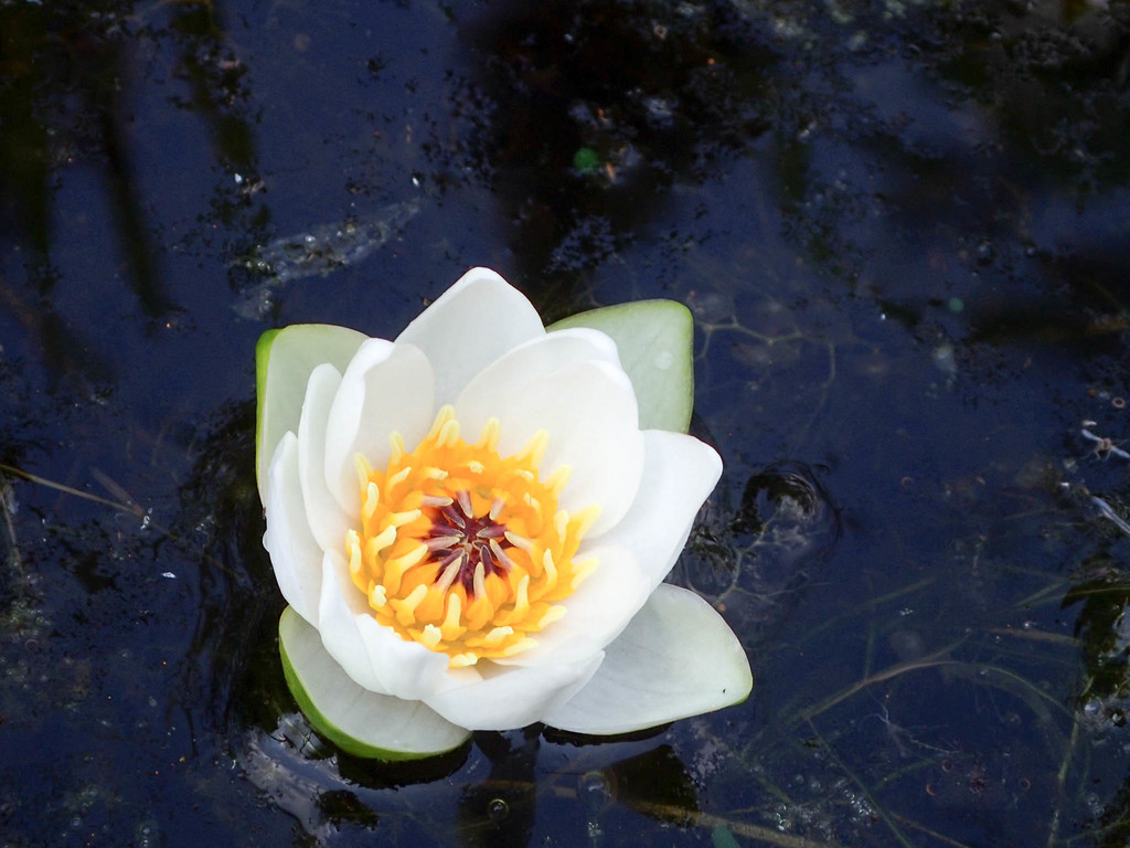 Pygmy Water-lily (Nymphaea tetragona) - Botanical Realm
