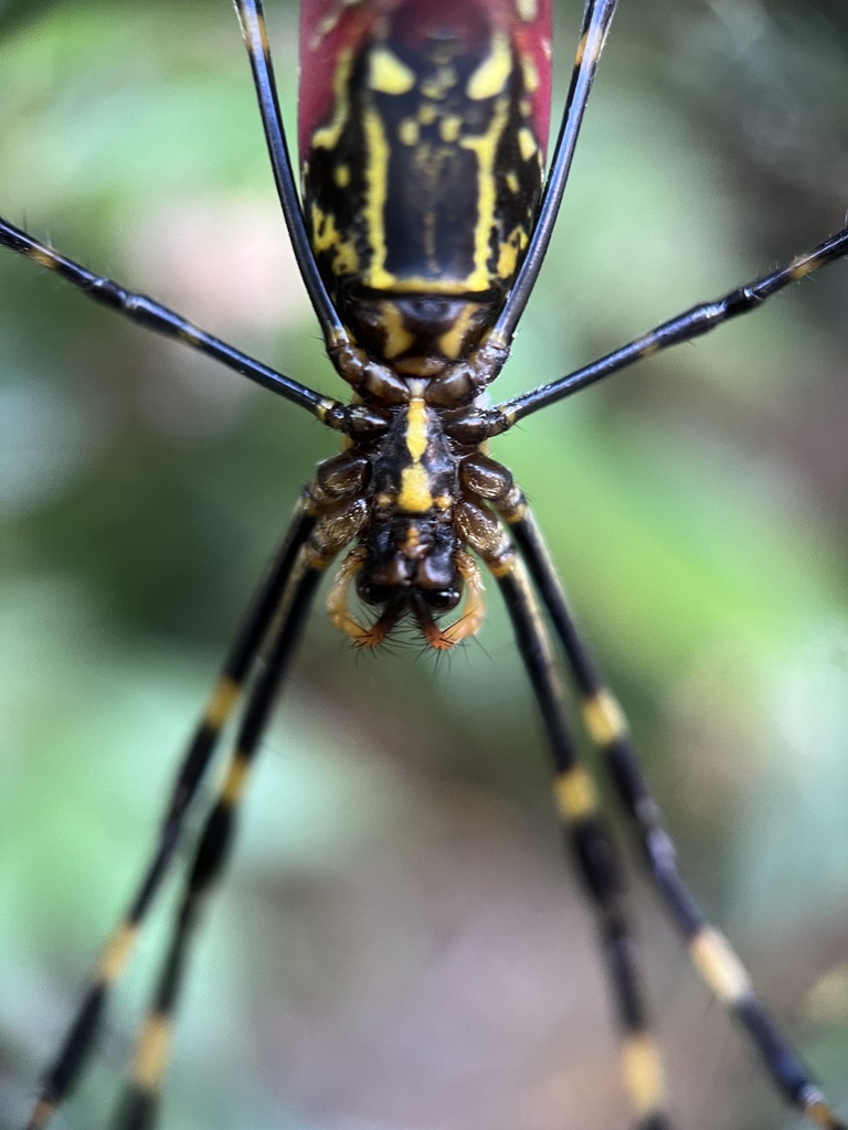 Joro Spider from Honshu, Kyoto, Kyoto, JP on November 22, 2024 at 10:20 ...