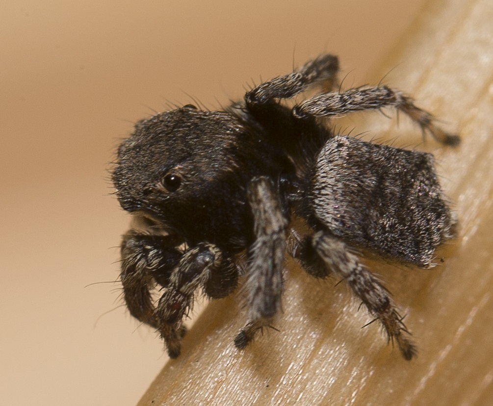 Bat-like Peacock Spider from Bordertown SA 5268, Australia on October ...
