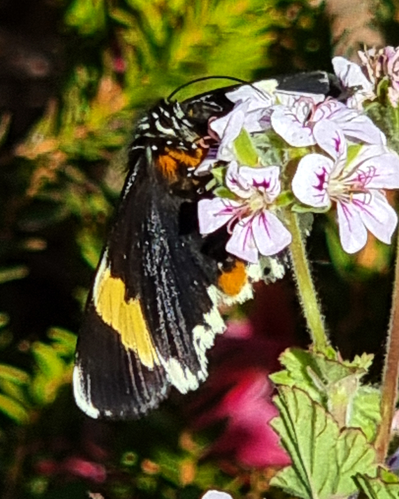 Yellow-banded Day-moth from Gordon VIC 3345, Australia on November 22 ...
