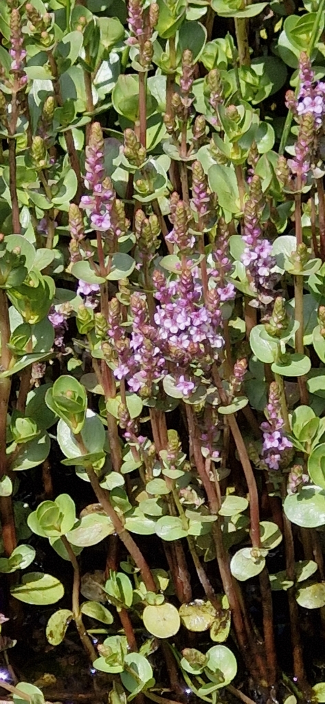 roundleaf toothcup from Merrilands, New Plymouth 4312, New Zealand on ...