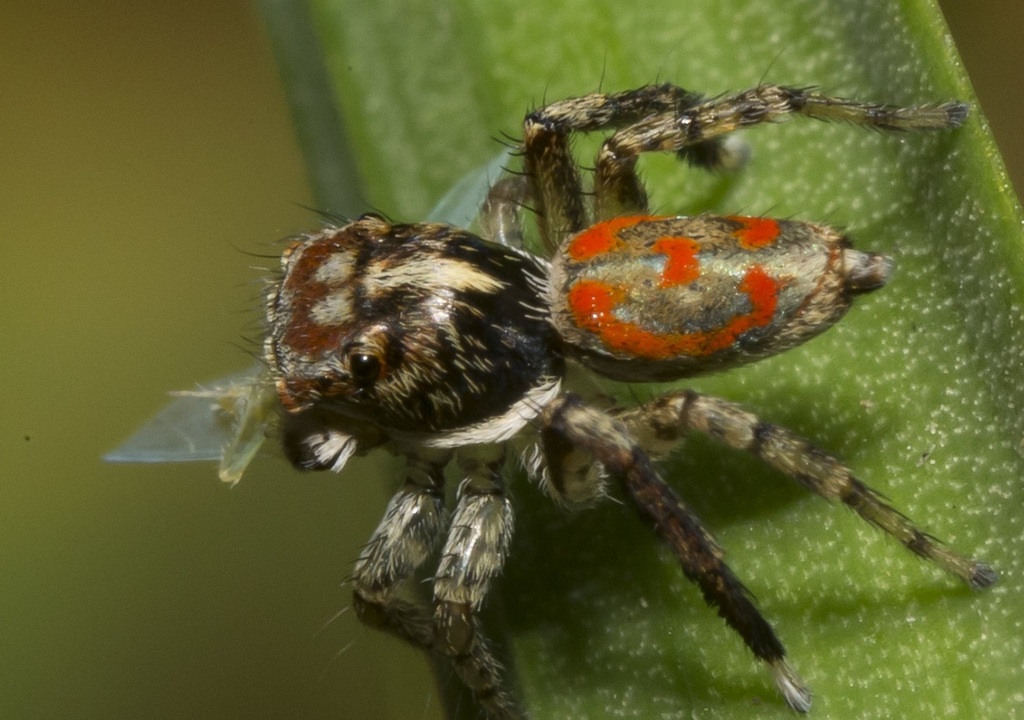 Lettered Peacock Spider from Bordertown SA 5268, Australia on October ...