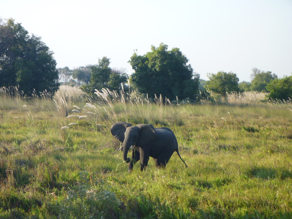 African Savanna Elephant in August 2011 by Allen Hurlbert · iNaturalist