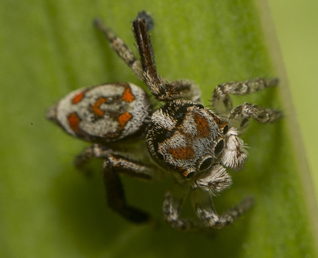 Leo's Jumping Spider from Bordertown SA 5268, Australia on October 1 ...