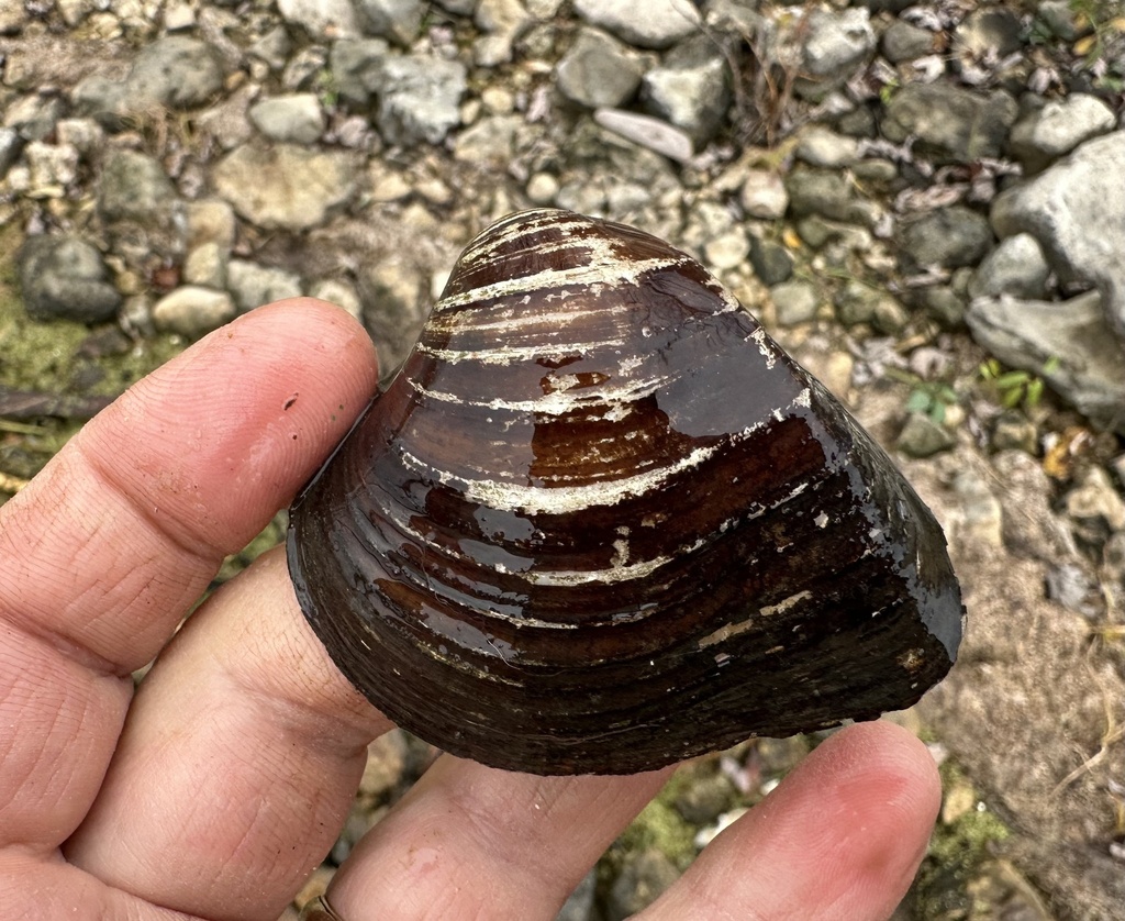 Wabash Pigtoe from Gordons Bay Rd, Eastman, WI, US on November 21, 2024 ...