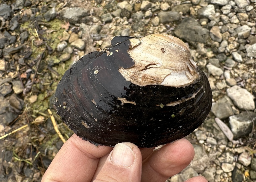 Higgins' Eye Pearly Mussel in November 2024 by Dan Jackson · iNaturalist