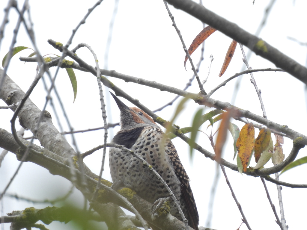 Northern Flicker from María Auxiliadora, San Cristóbal de las Casas ...