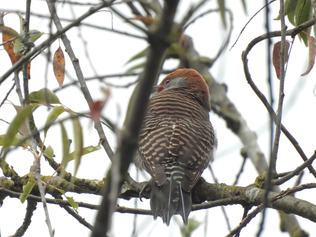 Guatemalan Flicker from María Auxiliadora, San Cristóbal de las Casas ...