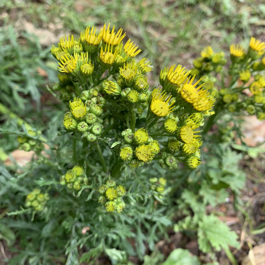 ragwort (Jacobaea vulgaris) - Botanical Realm
