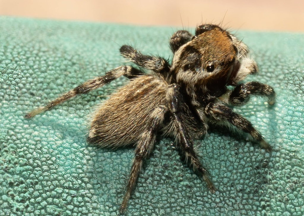 White Banded House Jumper from Bordertown SA 5268, Australia on October ...