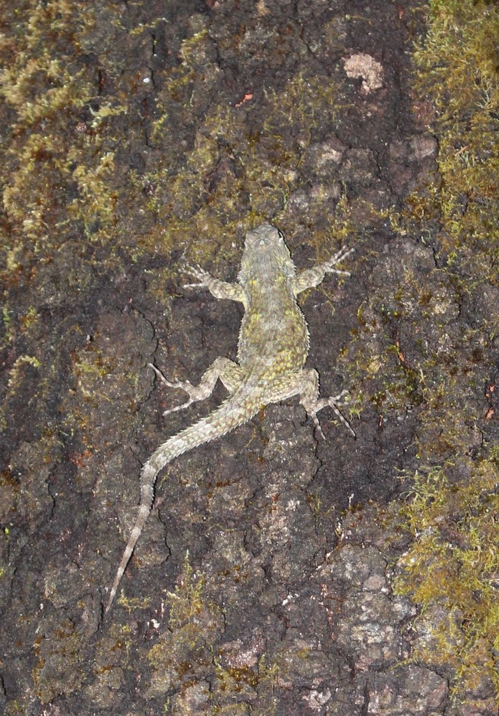 Asperous Spiny Lizard from Del Nayar, Nay., México on June 28, 2017 at ...