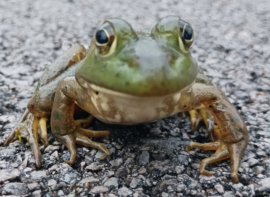 American Bullfrog from Huron Township, OH, USA on November 15, 2024 at ...