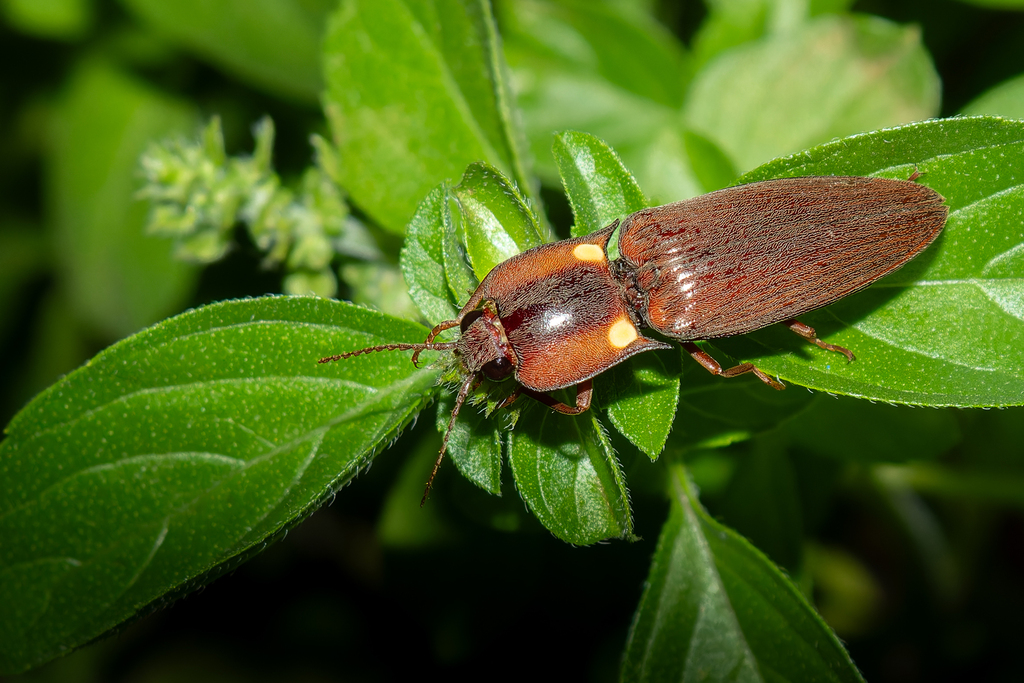 Pyrearinus amplicollis from Igaratá, SP, 12350-000, Brasil on November ...