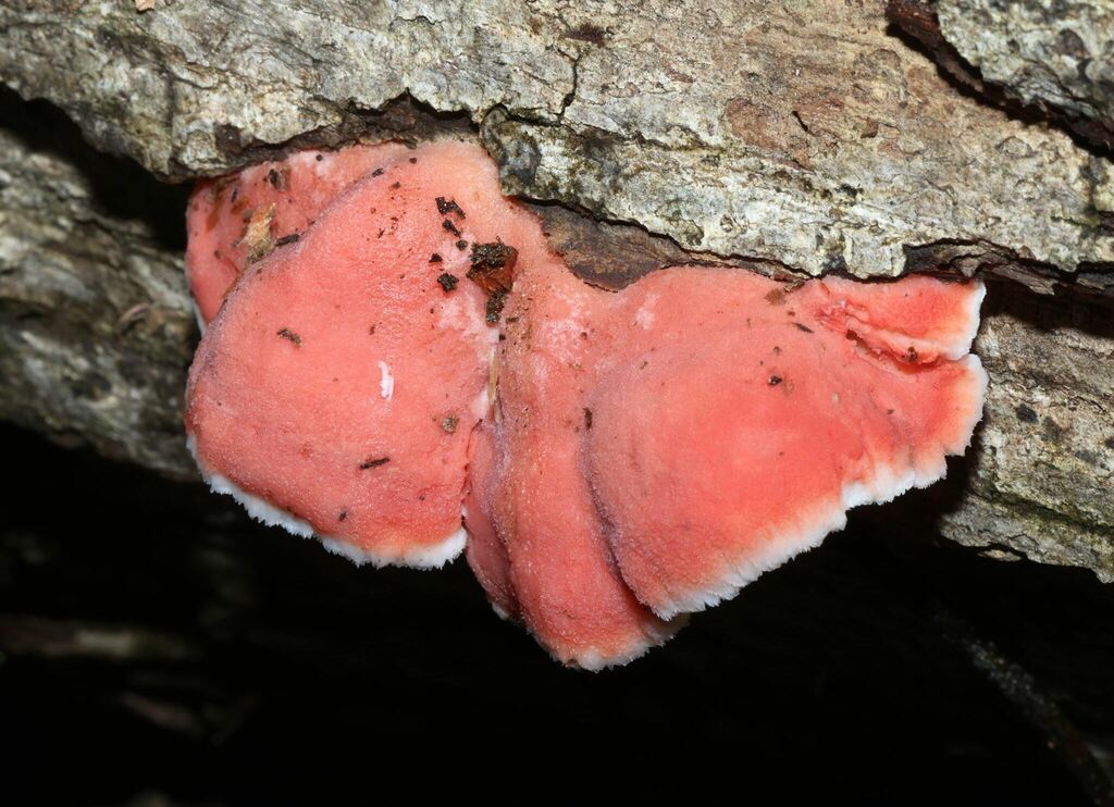 Coral-pink Merulius in November 2024 by lynath. on hardwood log ...
