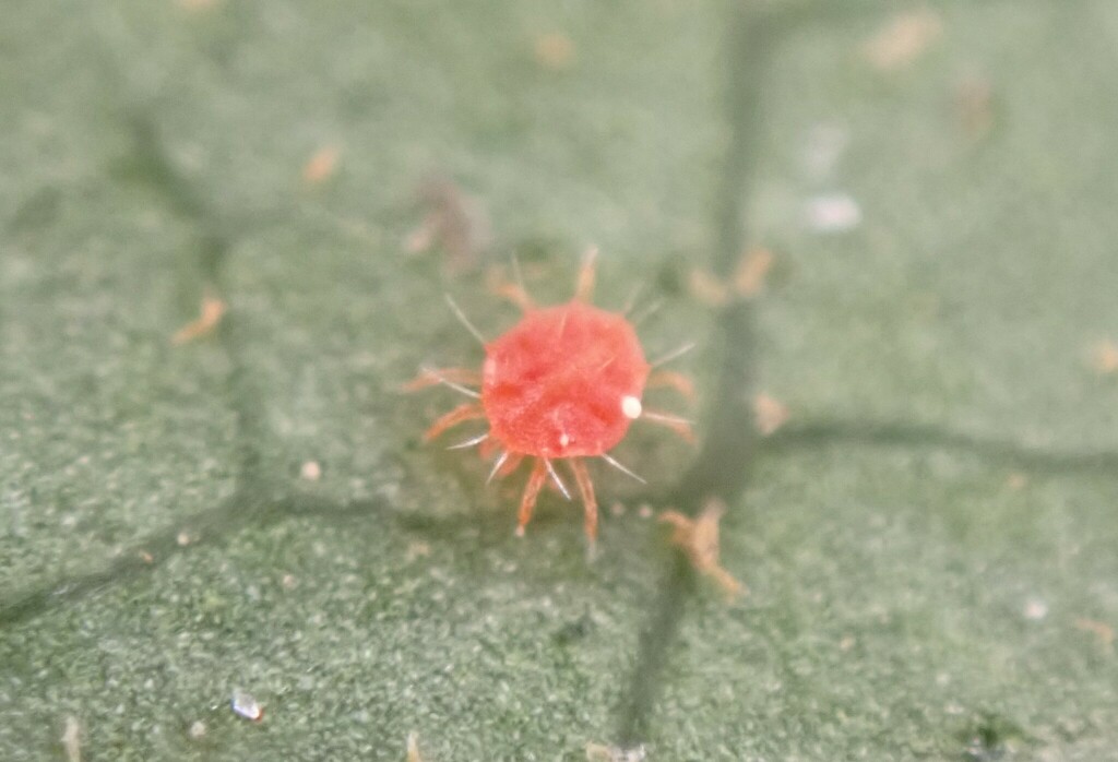 Stigmaeidae from Khandallah, Wellington 6035, New Zealand on November ...