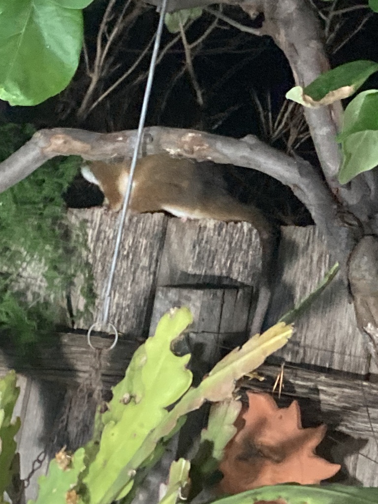 Common Ring-tailed Possum from Moule St, Brunswick West, VIC, AU on ...