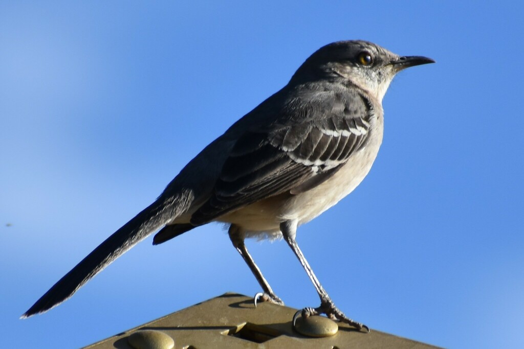 Northern Mockingbird from Desert Botanical Garden, 1201 N Galvin Pkwy ...