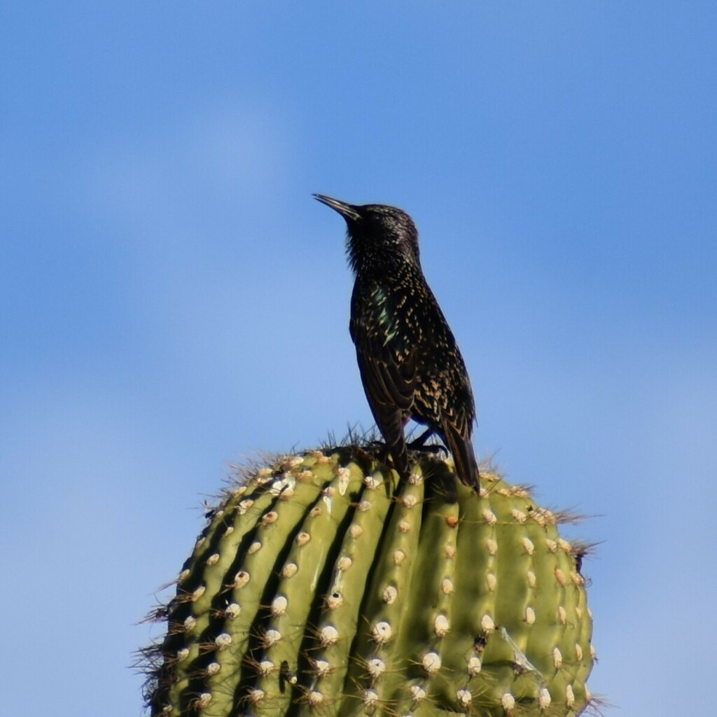 European Starling from Desert Botanical Garden, 1201 N Galvin Pkwy ...