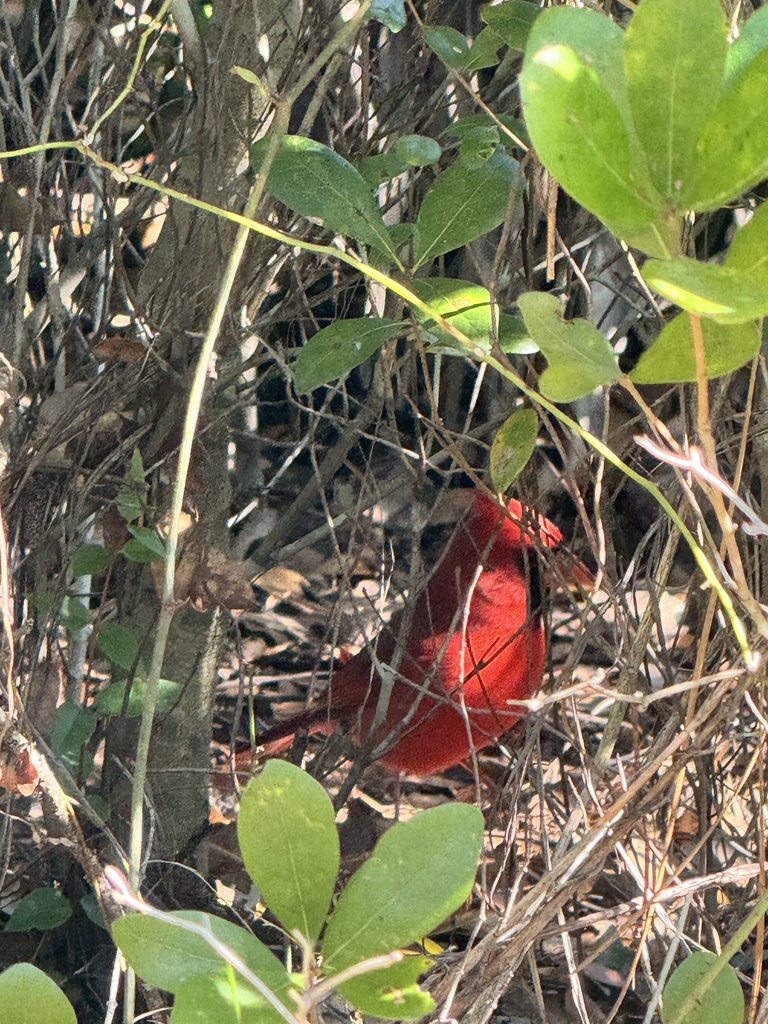Northern Cardinal from Orange County, FL, USA on November 21, 2024 at ...