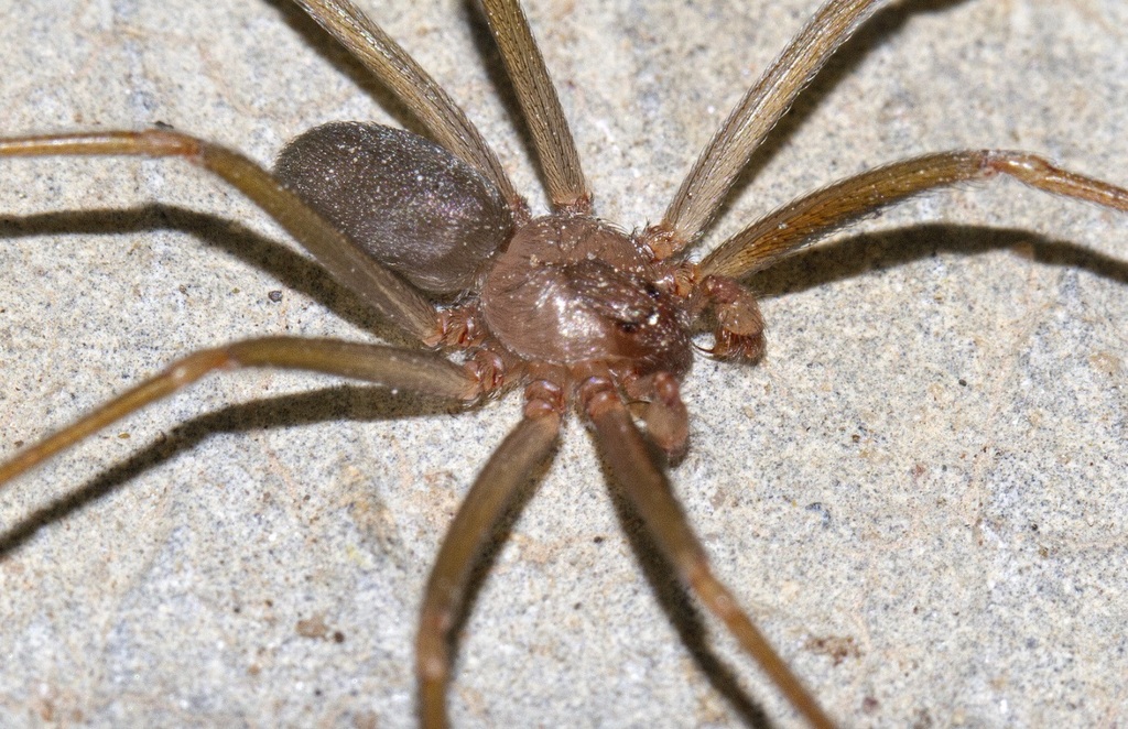 Mediterranean recluse from Murray Bridge SA 5253, Australia on March 31 ...