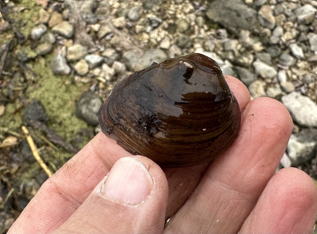 Three-horn Wartyback from Gordons Bay Rd, Eastman, WI, US on November ...