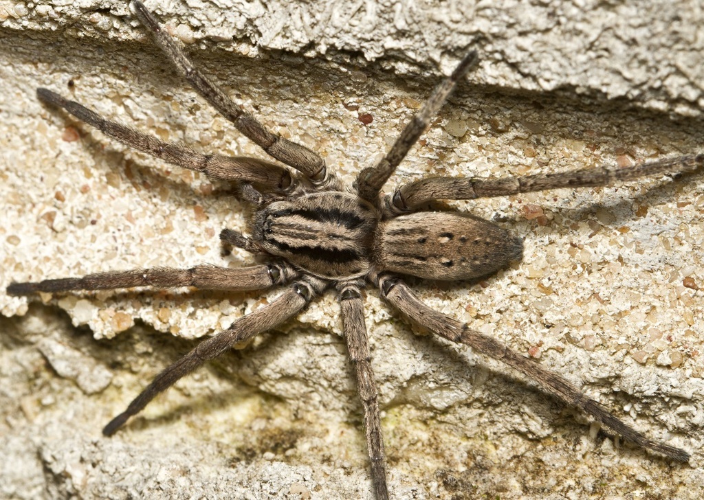 Prowling spiders from Bordertown SA 5268, Australia on October 9, 2013 ...