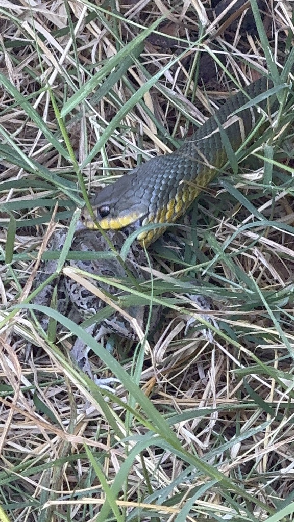 Eastern Yellow-bellied Racer from East Riverside, Austin, TX, US on ...
