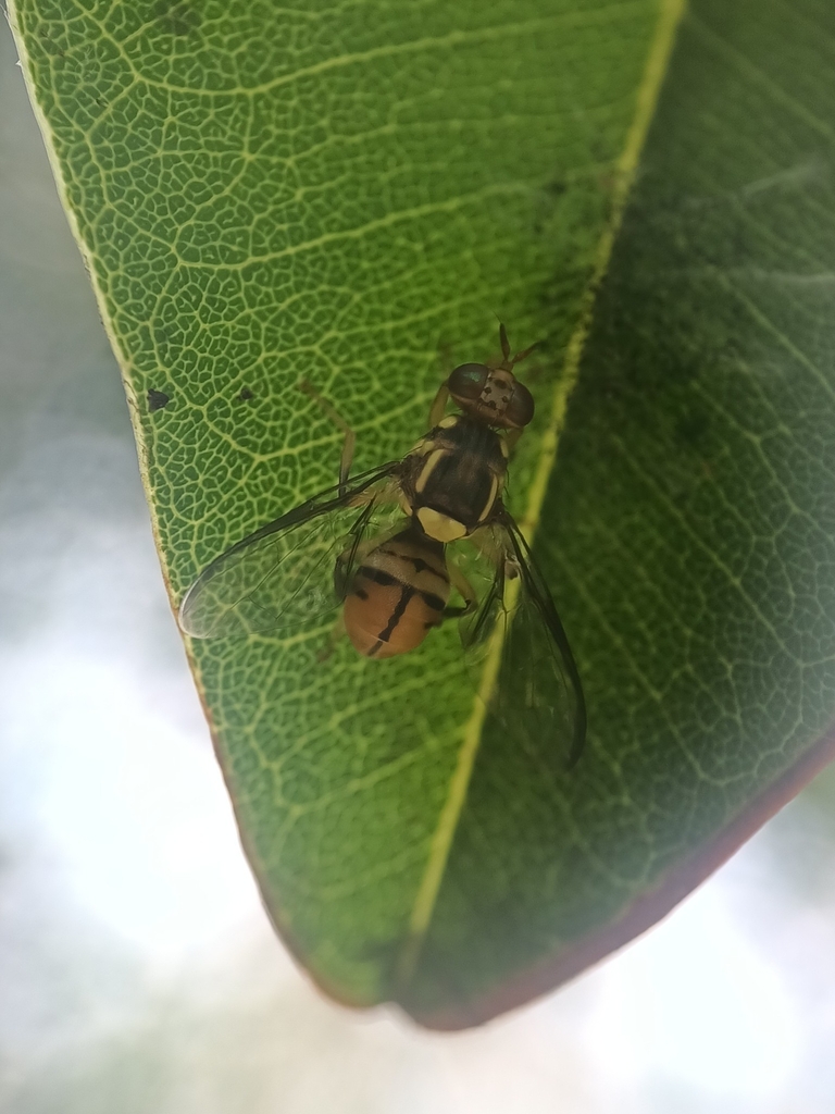 Oriental Fruit Fly in November 2024 by M Nur Yahya · iNaturalist
