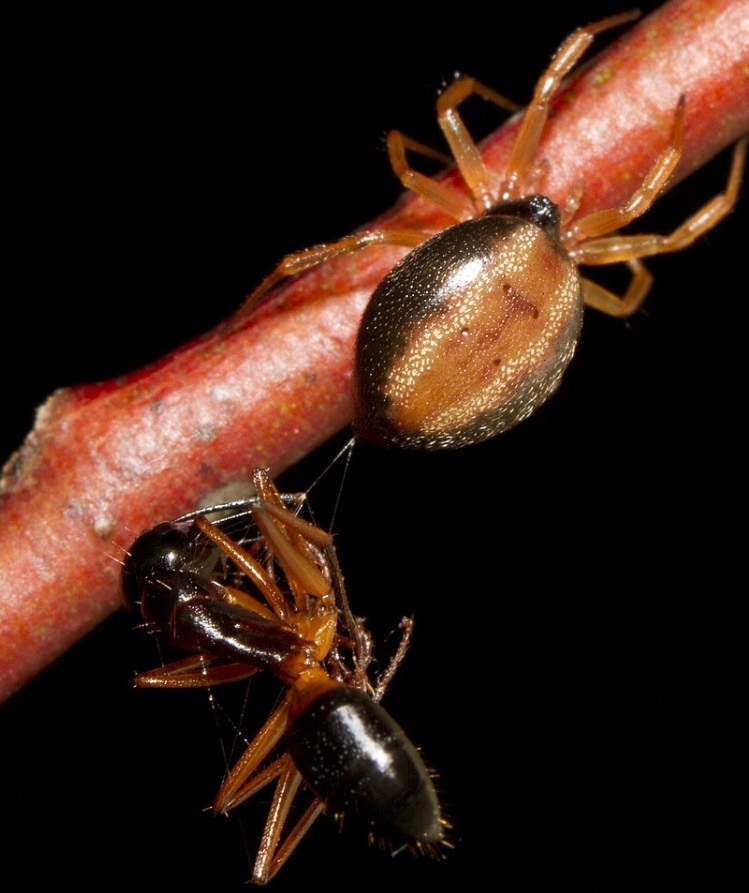 Superb Ant-eater Spider from Bordertown SA 5268, Australia on September ...