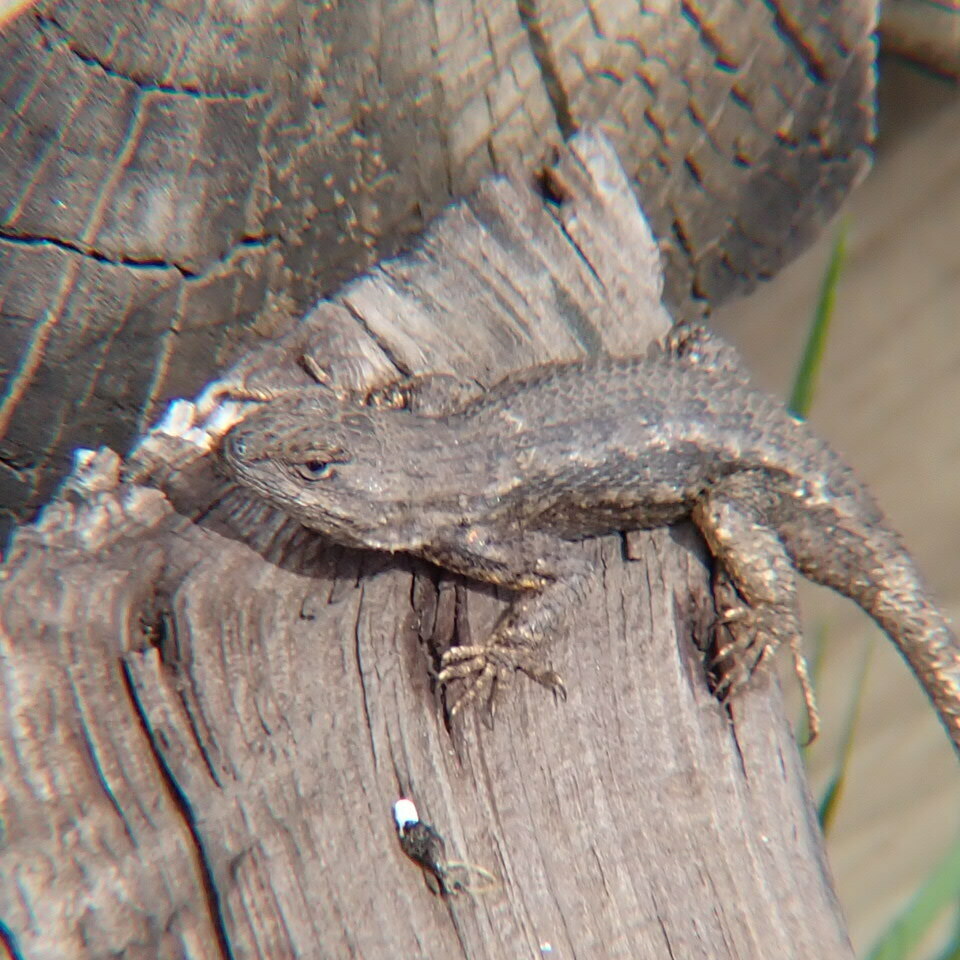 Western Fence Lizard from Lane County, OR, USA on April 03, 2022 at 02: ...