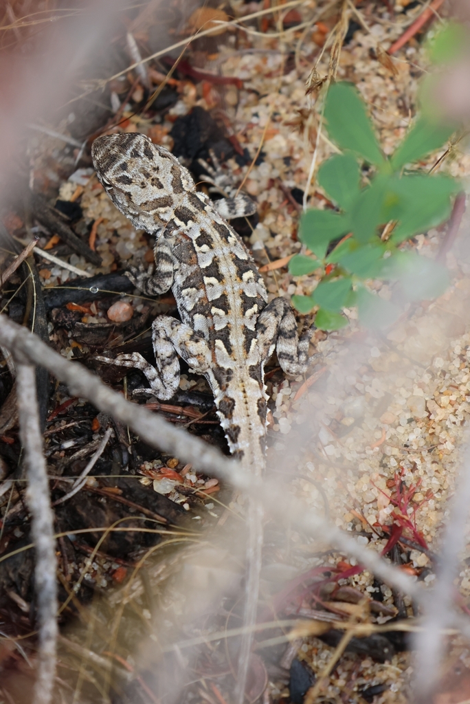 Western Heath Dragon from Jurien Bay WA 6516, Australia on November 21 ...