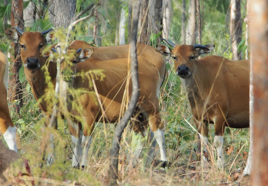 Bali Cattle (Bos javanicus domesticus) - Know Your Mammals