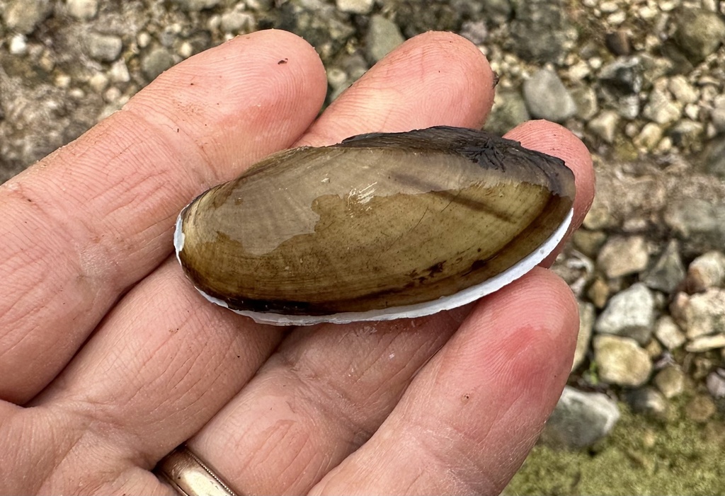 Yellow Sandshell from Gordons Bay Rd, Eastman, WI, US on November 21 ...