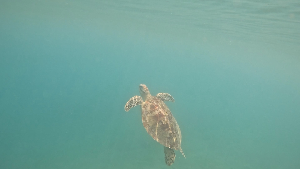 Green Sea Turtle from Beachside Fitzroy Island, Fitzroy Island QLD 4871 ...