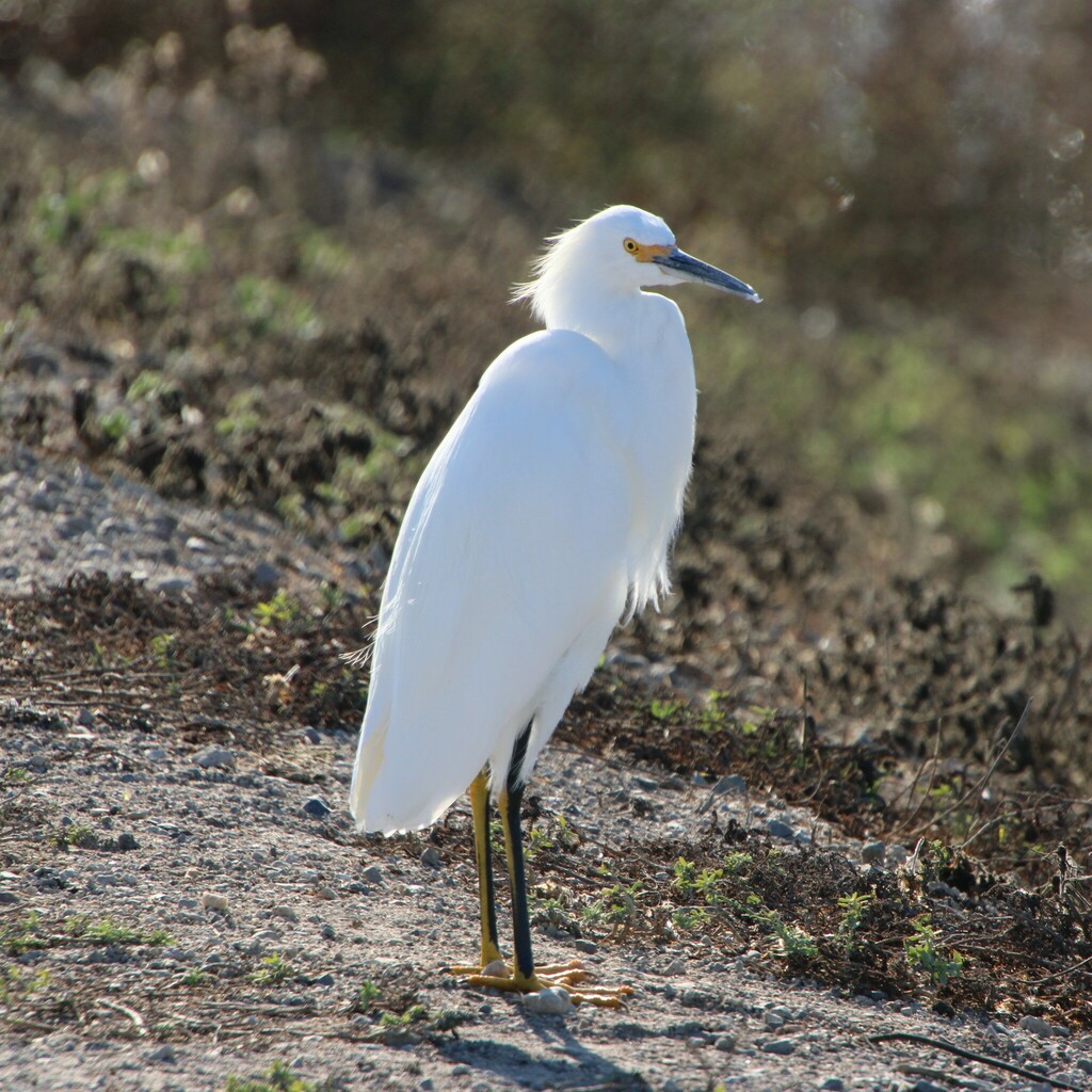 Snowy Egret from San Joaquin Marsh, Irvine, CA 92612, USA on November ...