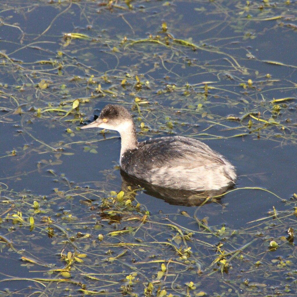 Eared Grebe from San Joaquin Marsh, Irvine, CA 92612, USA on November ...