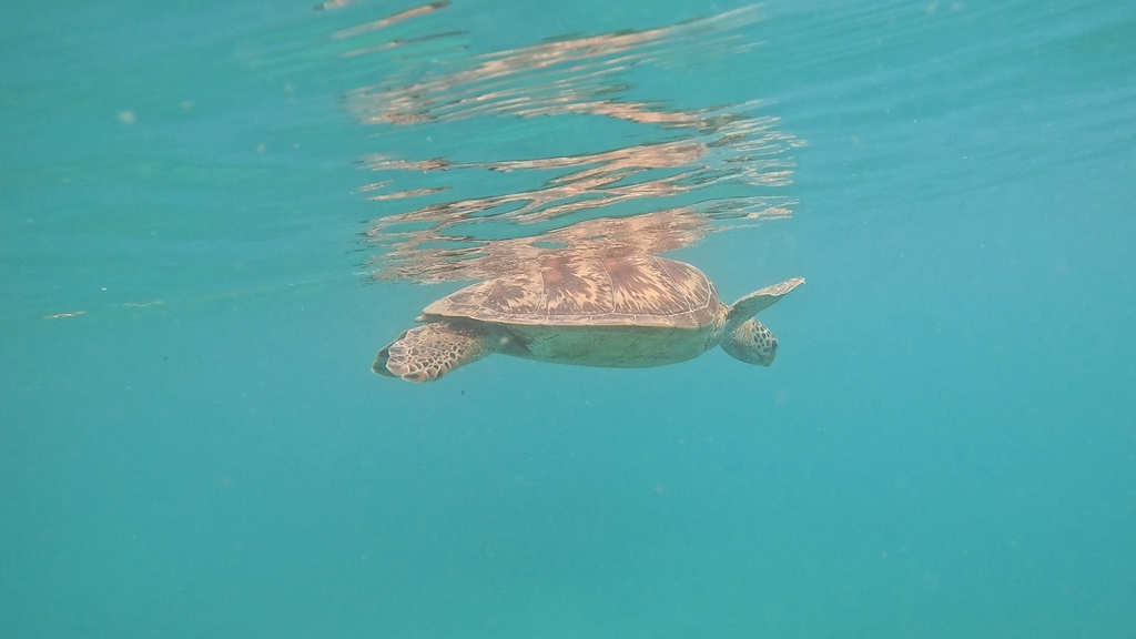 Green Sea Turtle from Beachside Fitzroy Island, Fitzroy Island QLD 4871 ...