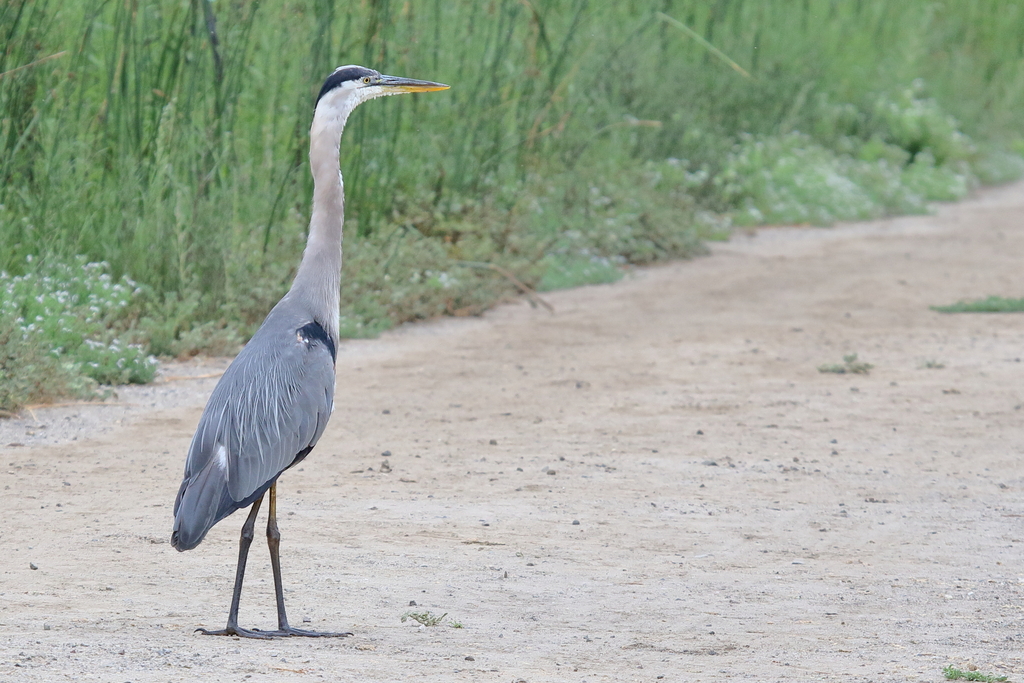 Great Blue Heron from San Joaquin Marsh, Irvine, CA 92612, USA on July ...