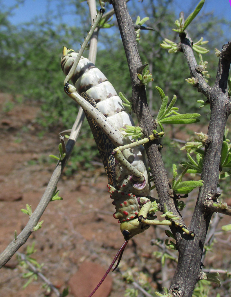 Kalahari Gold from Serowe Botswana on November 20, 2024 by Botswanabugs ...